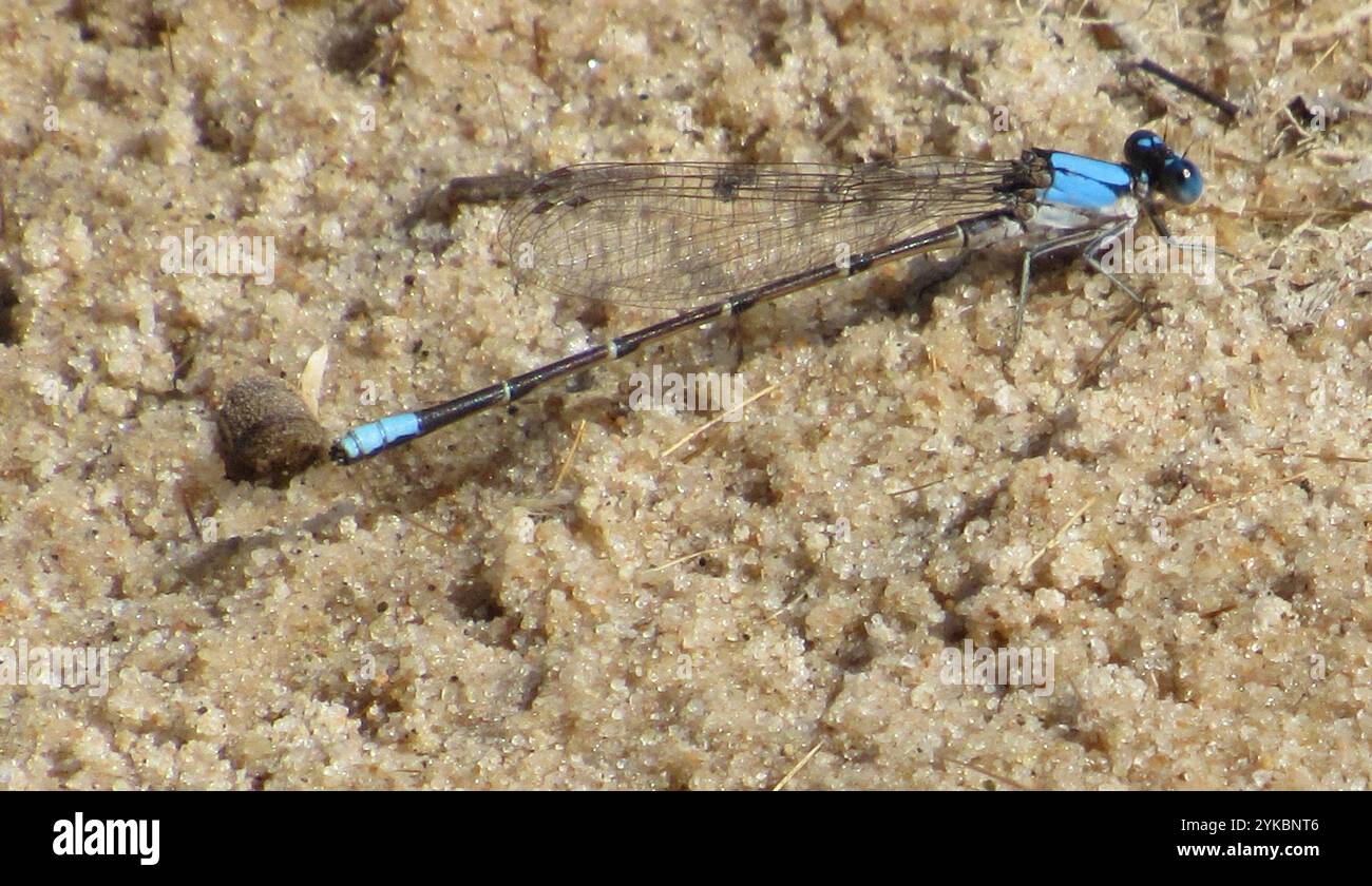 Argia apicalis hi-res stock photography and images - Alamy