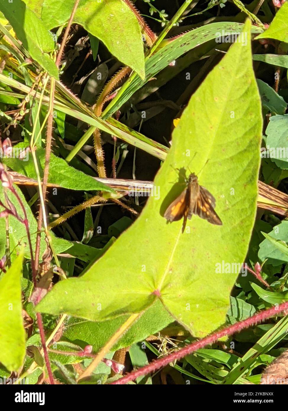 Broad-winged Skipper (Poanes viator Stock Photo - Alamy