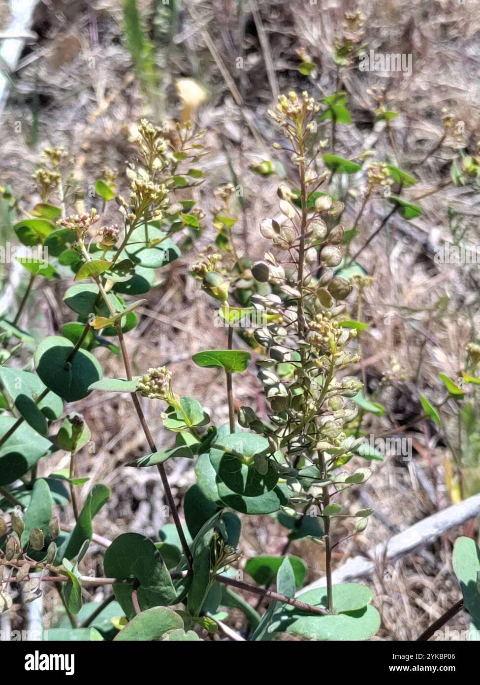 clasping pepperweed (Lepidium perfoliatum Stock Photo - Alamy