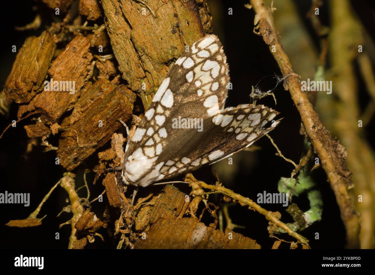 Tessella hi-res stock photography and images - Alamy