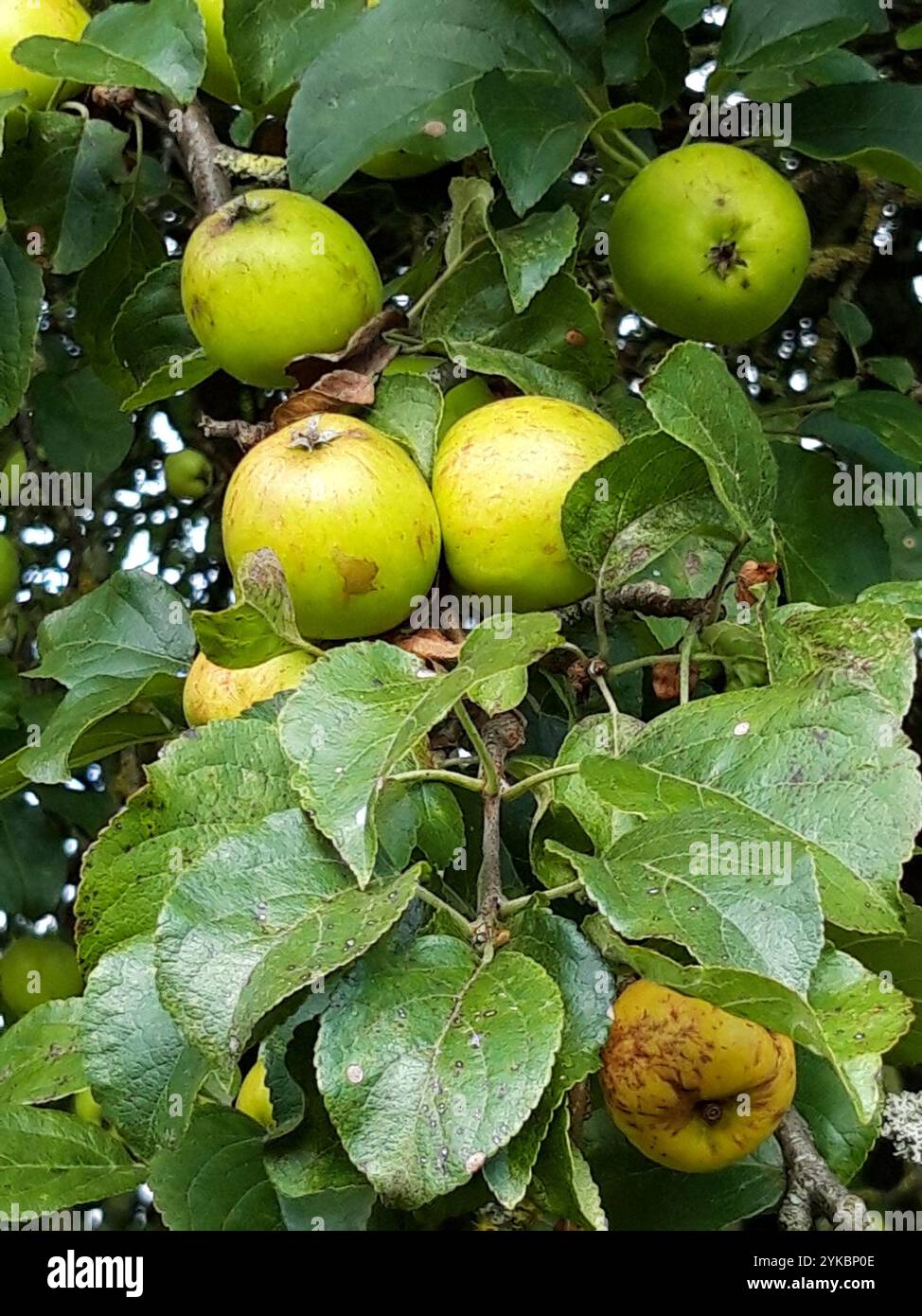 European Wild Apple (Malus sylvestris Stock Photo - Alamy