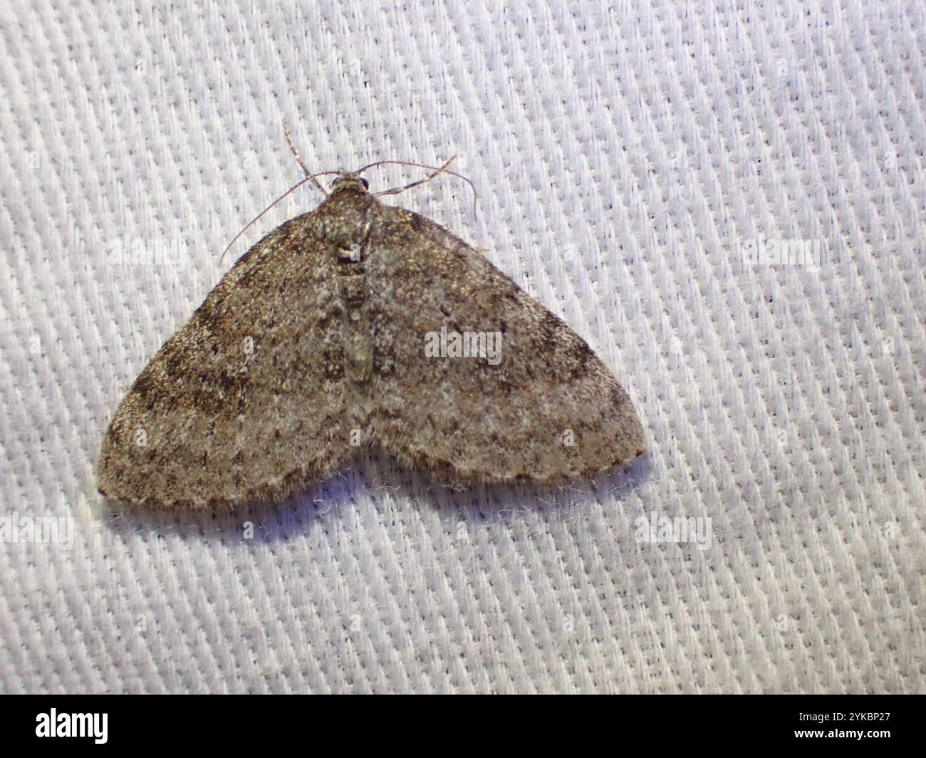 Carpet Moths (Larentiinae Stock Photo - Alamy