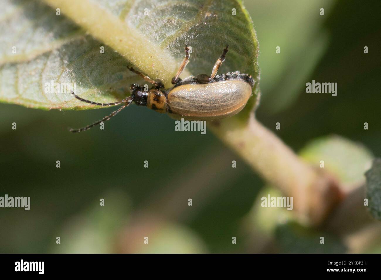 Willow Leaf Beetle (Lochmaea capreae Stock Photo - Alamy