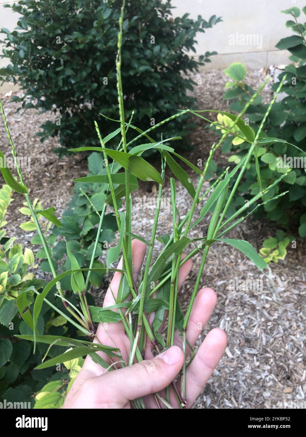 broadleaf signalgrass (Urochloa platyphylla Stock Photo - Alamy