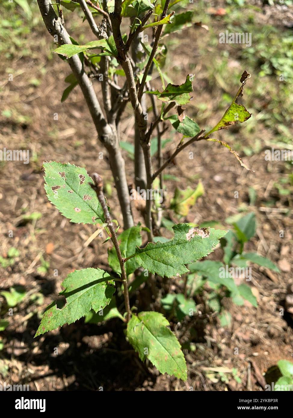 sweet crabapple (Malus coronaria Stock Photo - Alamy