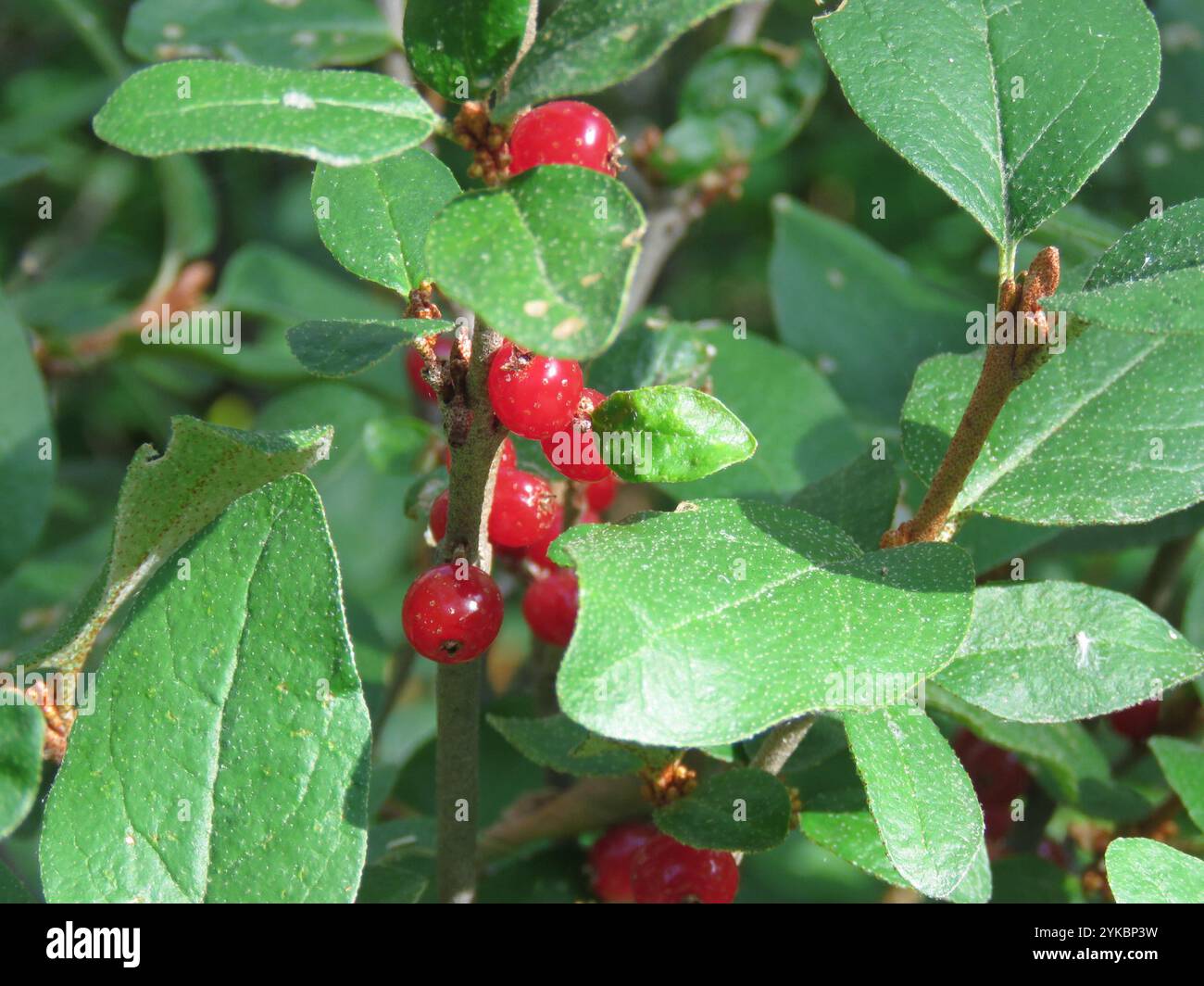 Canadian buffalo-berry (Shepherdia canadensis Stock Photo - Alamy