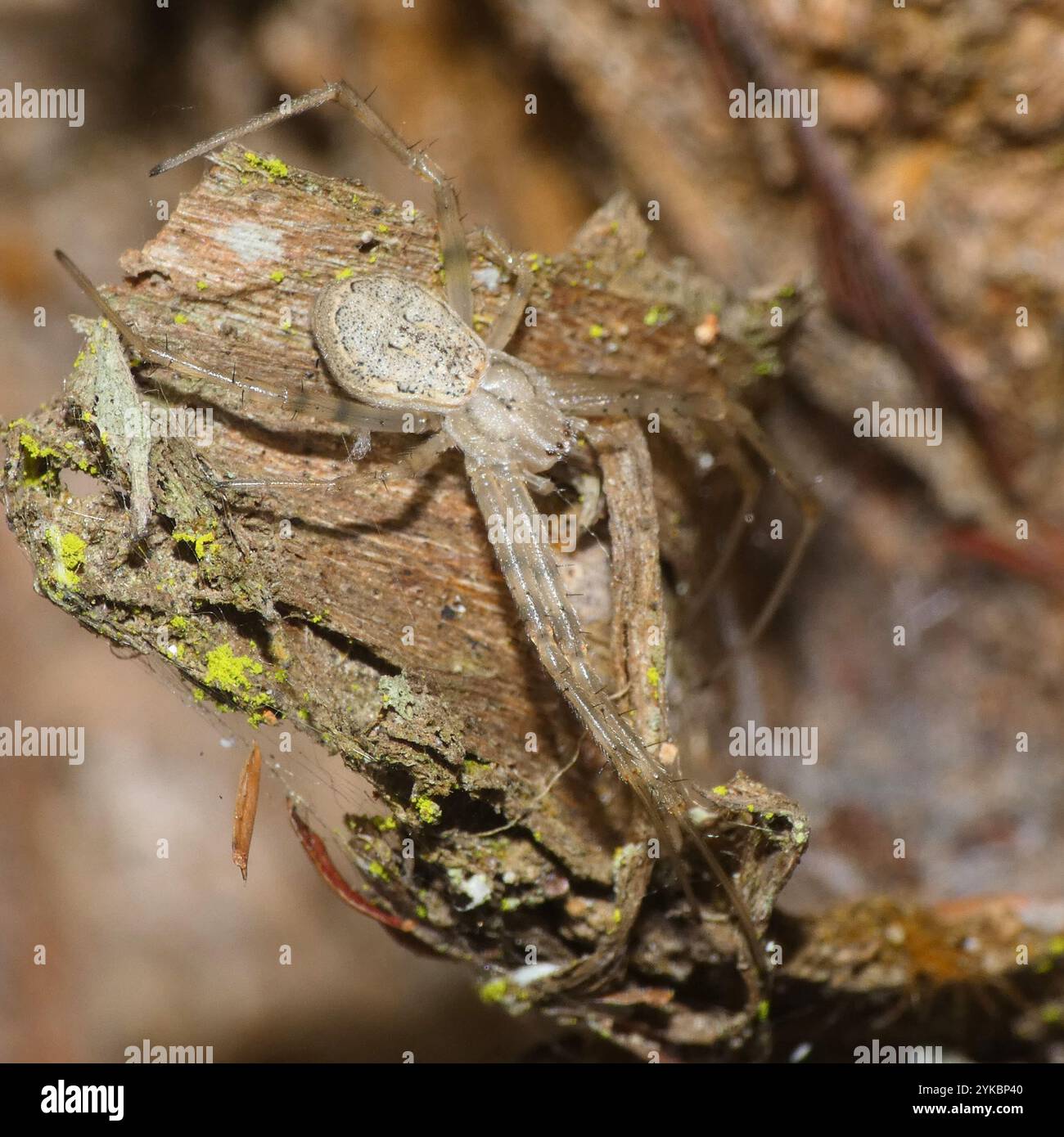 Nephilingis cruentata hi-res stock photography and images - Alamy