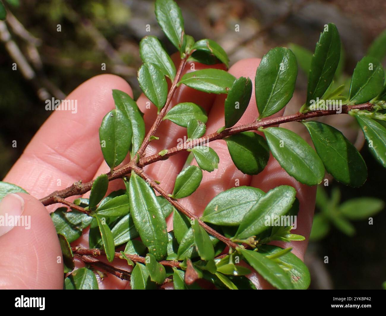 Oregon Boxwood (Paxistima myrsinites Stock Photo - Alamy