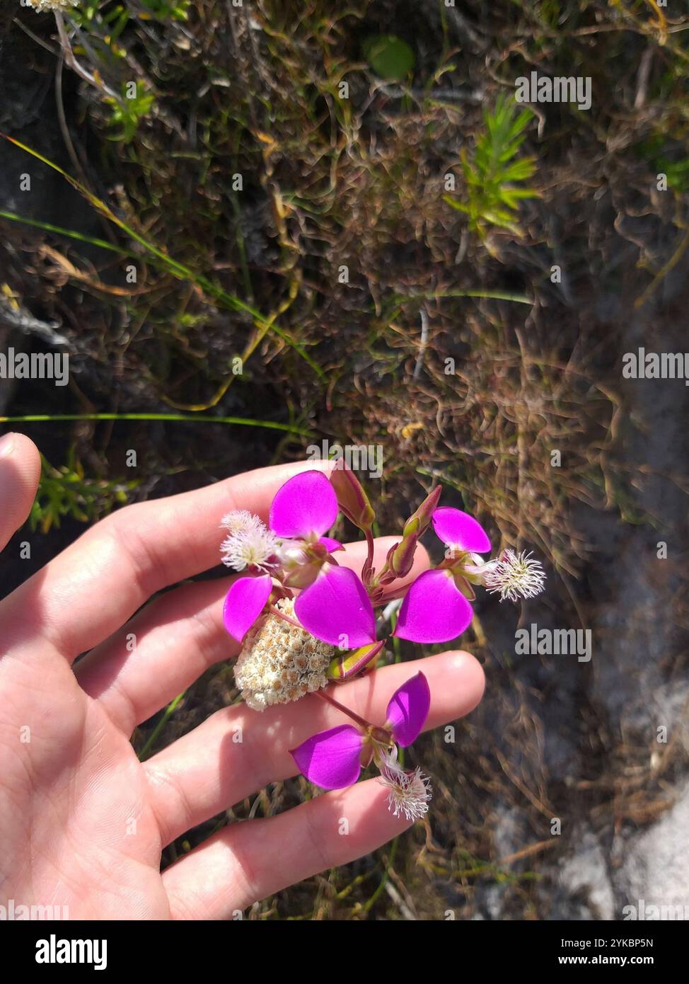 Butterfly Falsepea (Polygala bracteolata Stock Photo - Alamy