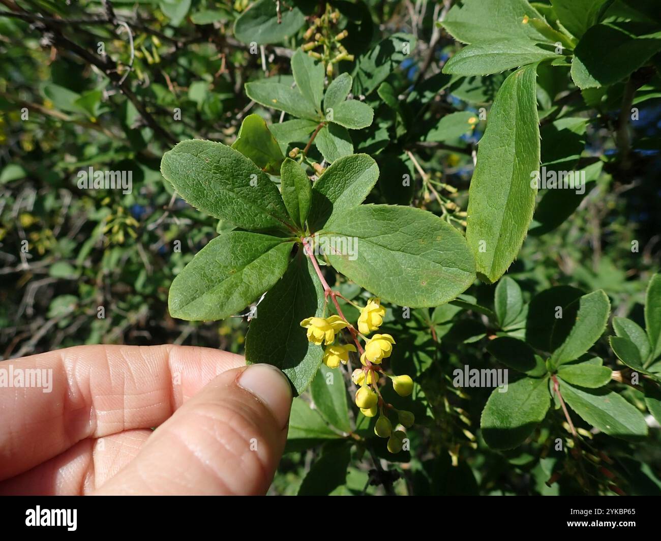 European barberry (Berberis vulgaris Stock Photo - Alamy
