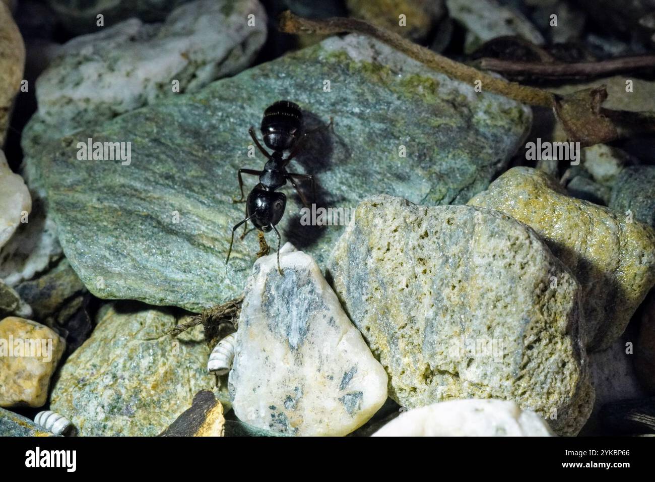 Western Black Carpenter Ant (Camponotus modoc Stock Photo - Alamy