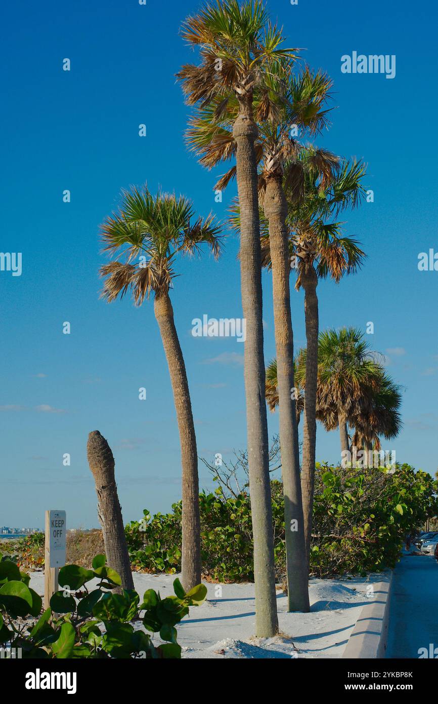 Topped off palm tree between other green palm trees.Mangroves, sand ...
