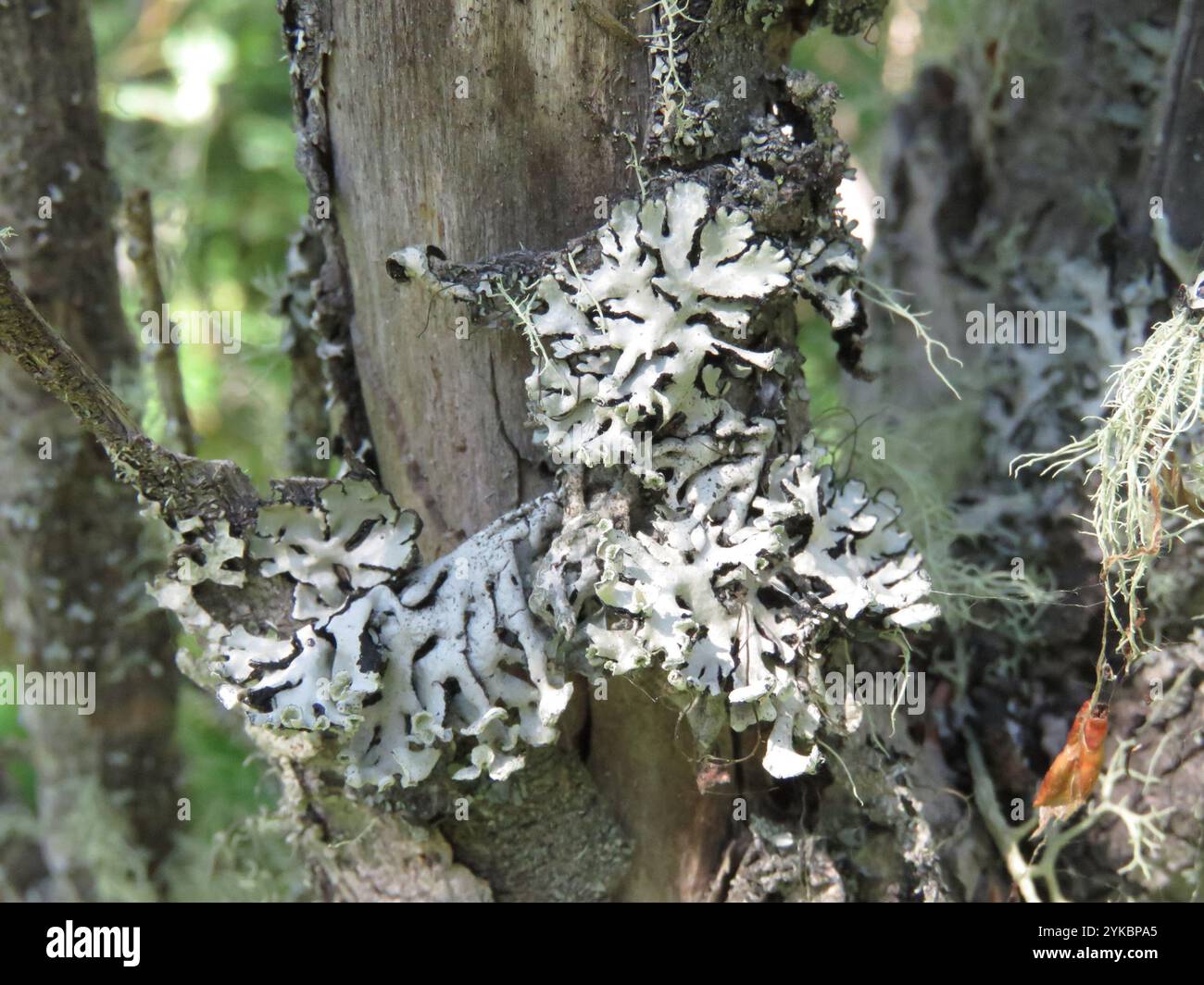 Tube Lichens (Hypogymnia Stock Photo - Alamy