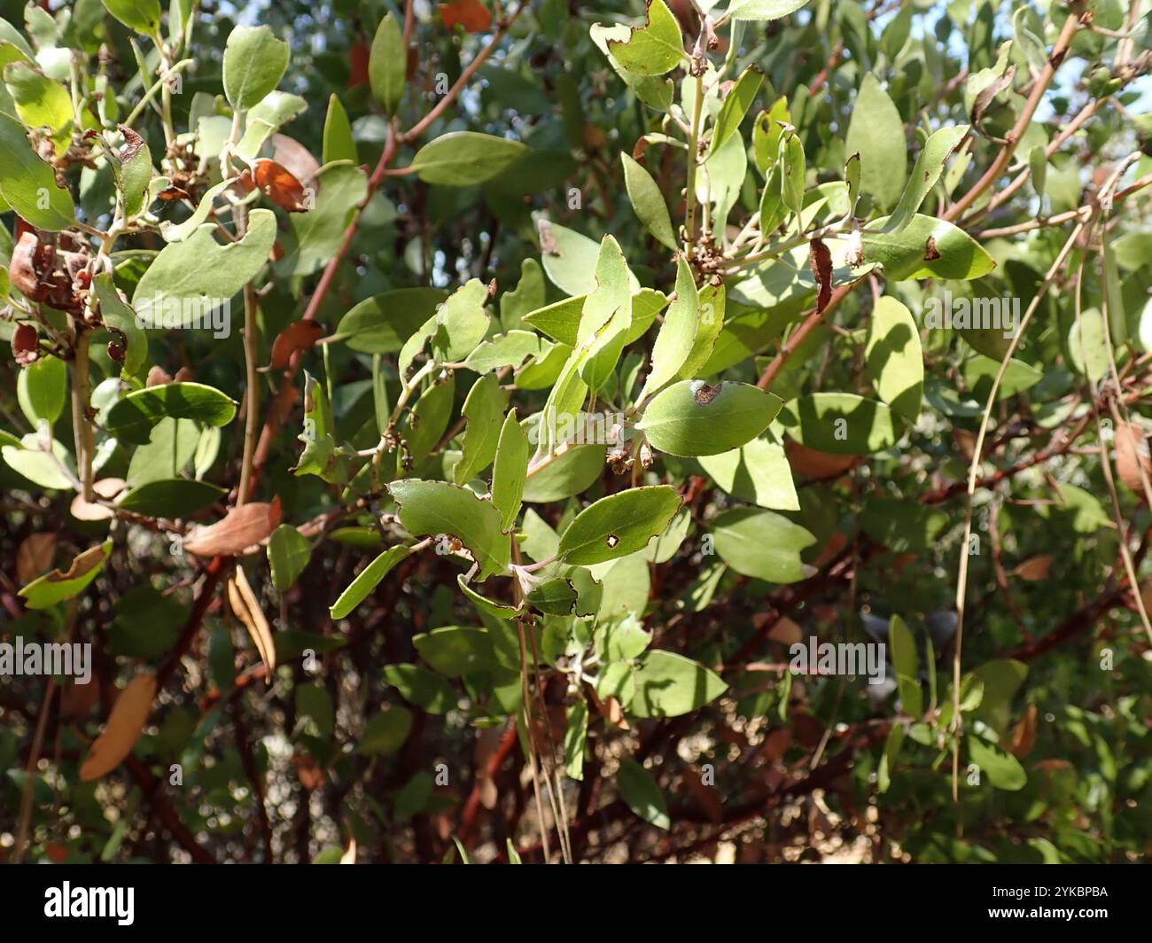 Contra Costa manzanita (Arctostaphylos manzanita laevigata Stock Photo ...