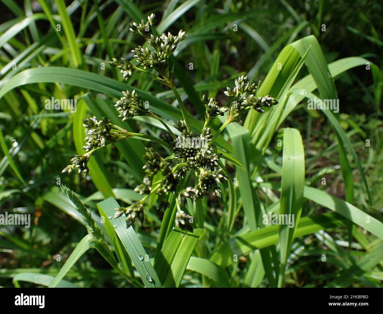 Panicled Bulrush (Scirpus microcarpus Stock Photo - Alamy