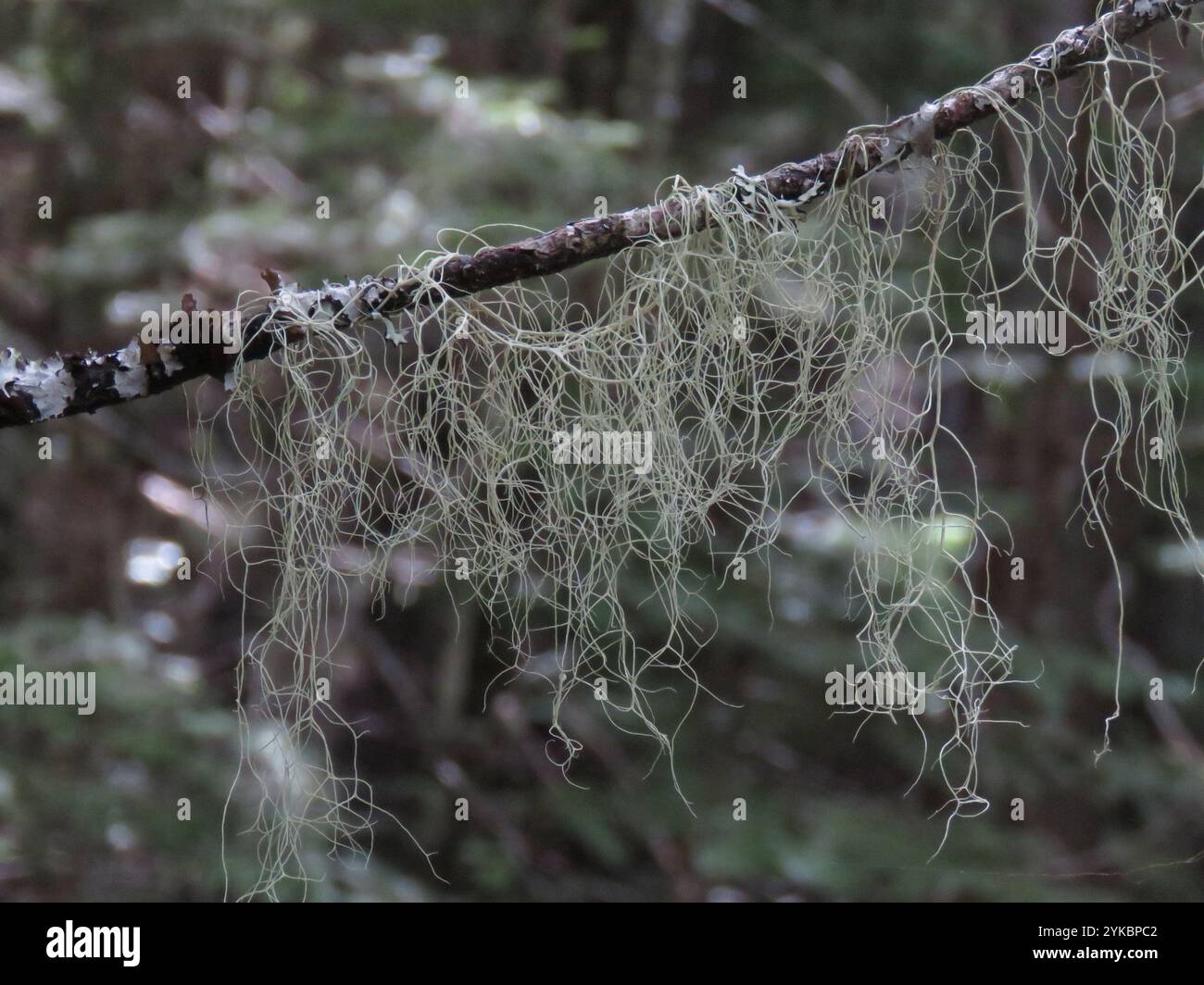 Witch's Hair (Alectoria sarmentosa Stock Photo - Alamy