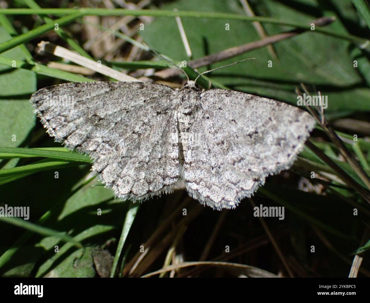 Small Engrailed (Ectropis crepuscularia Stock Photo - Alamy