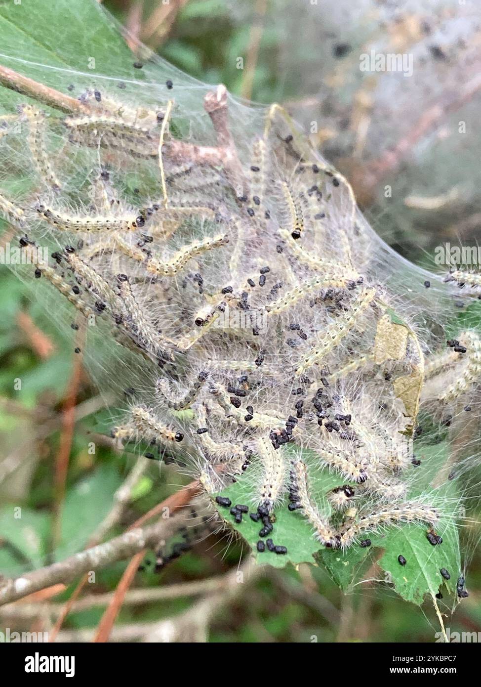 Fall Webworm Moth (Hyphantria cunea Stock Photo - Alamy