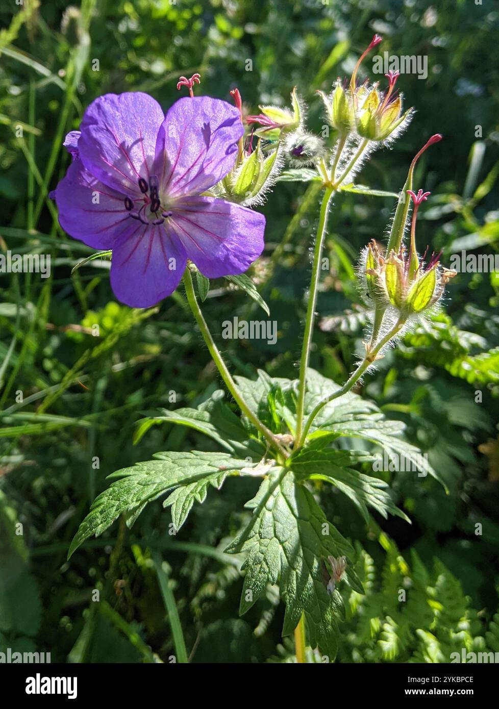 Geranium erianthum cranesbill hi-res stock photography and images - Alamy
