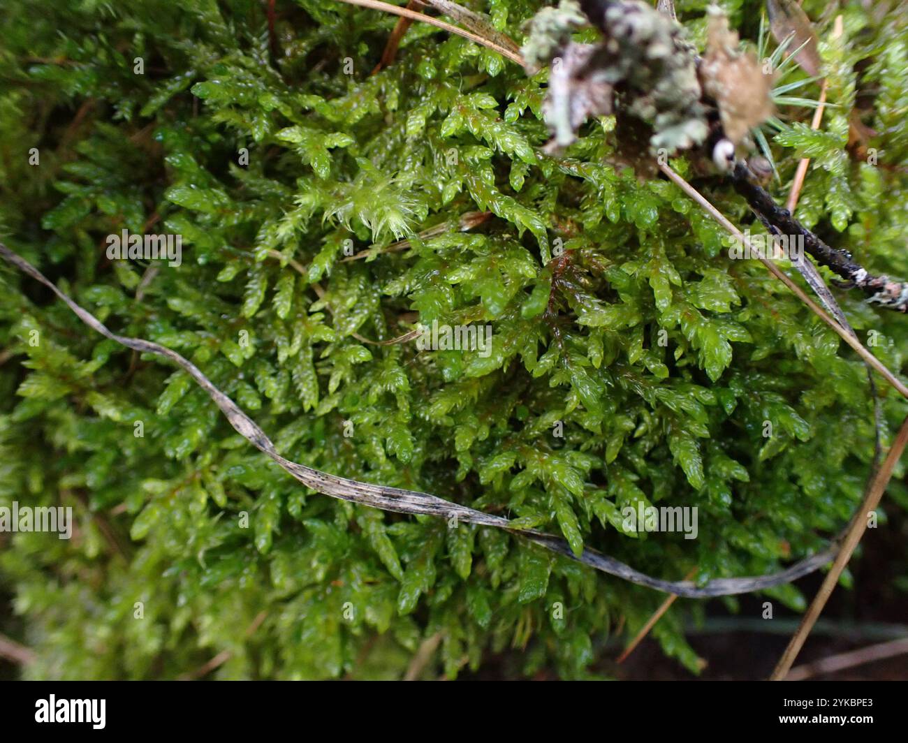Pleurozium pleurozium schreberi hi-res stock photography and images - Alamy