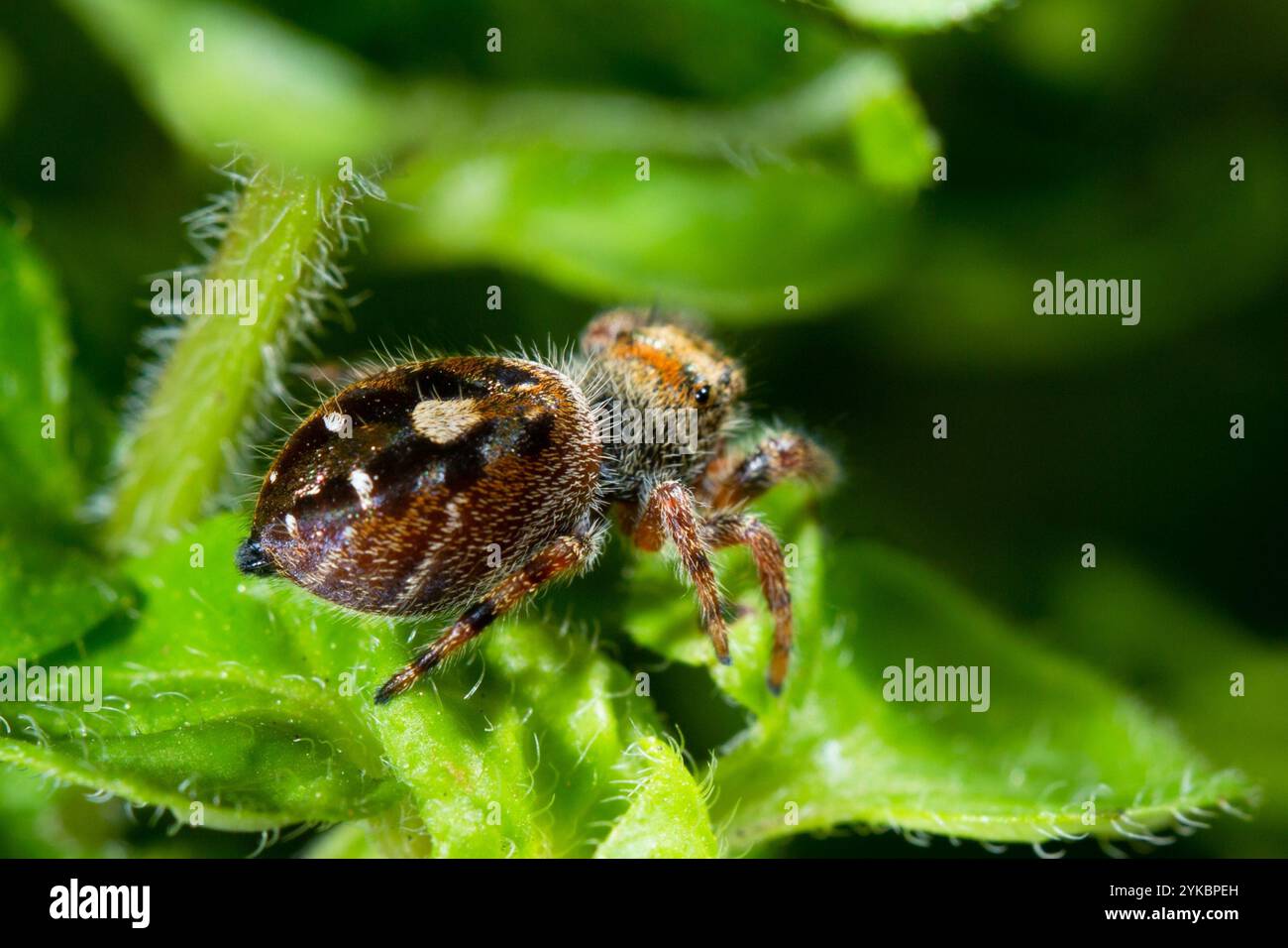 Bold Jumping Spider (Phidippus audax Stock Photo - Alamy