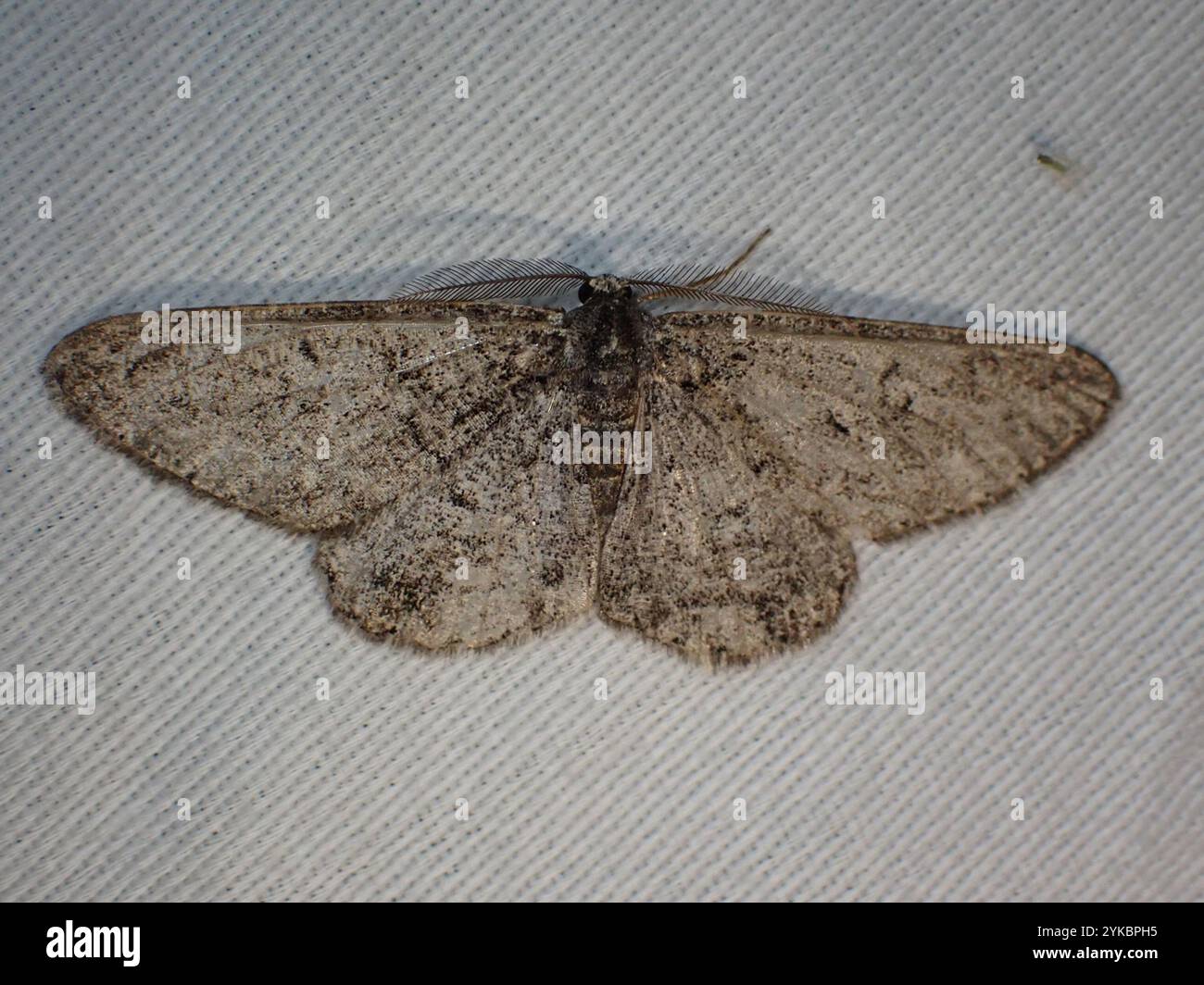 Geometer Moths (Geometridae Stock Photo - Alamy