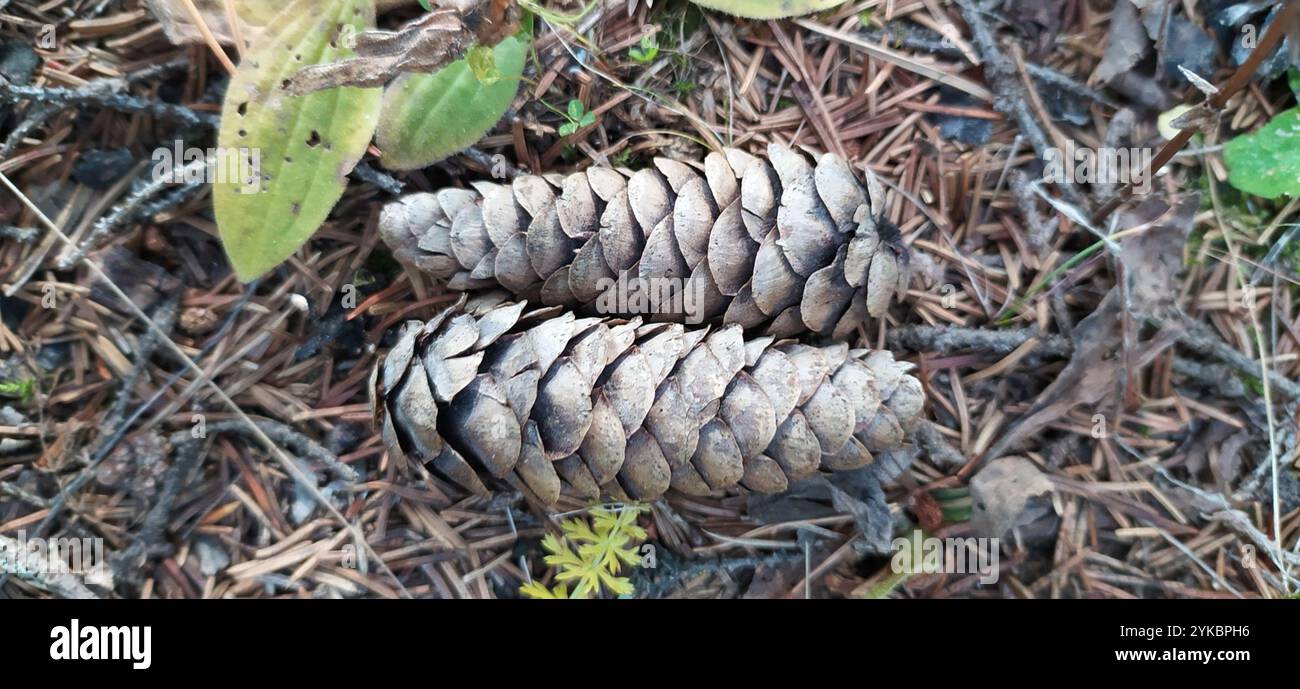 Siberian spruce (Picea obovata Stock Photo - Alamy