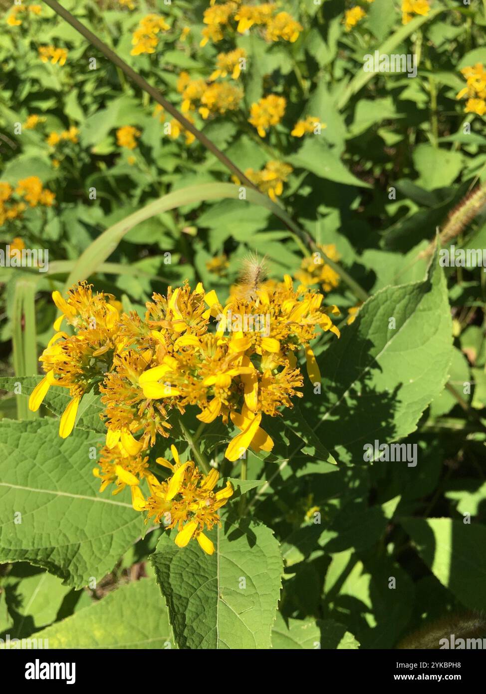 Yellow Crownbeard (Verbesina occidentalis Stock Photo - Alamy