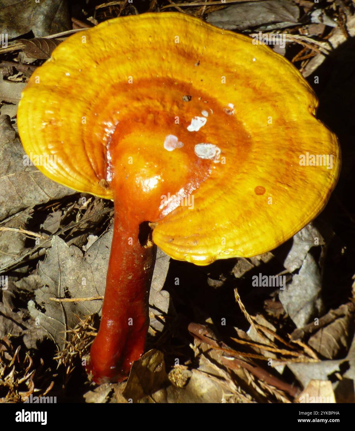 golden reishi (Ganoderma curtisii Stock Photo - Alamy