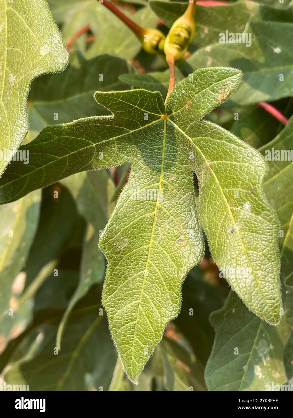 bigleaf maple (Acer macrophyllum Stock Photo - Alamy