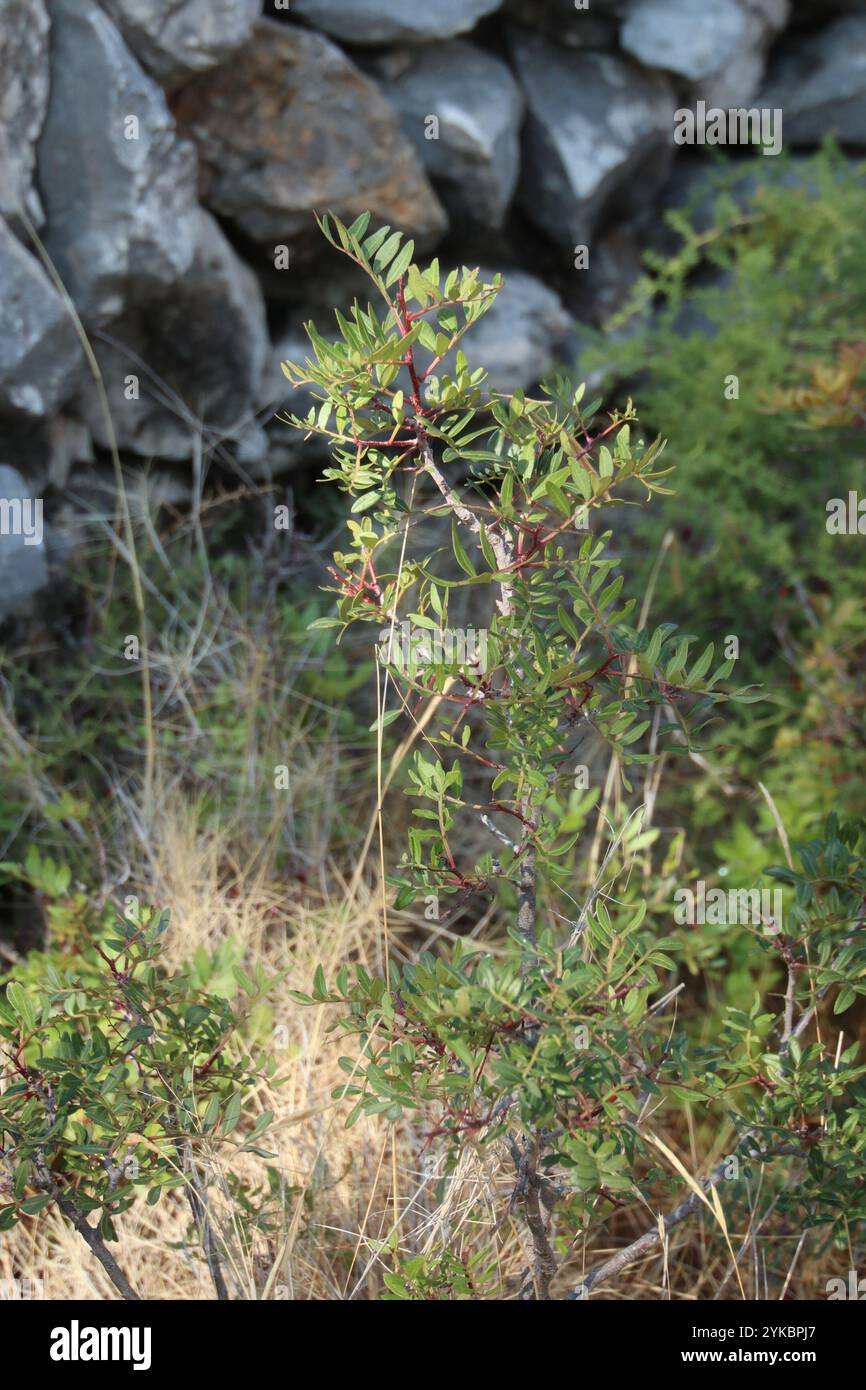mastic (Pistacia lentiscus Stock Photo - Alamy