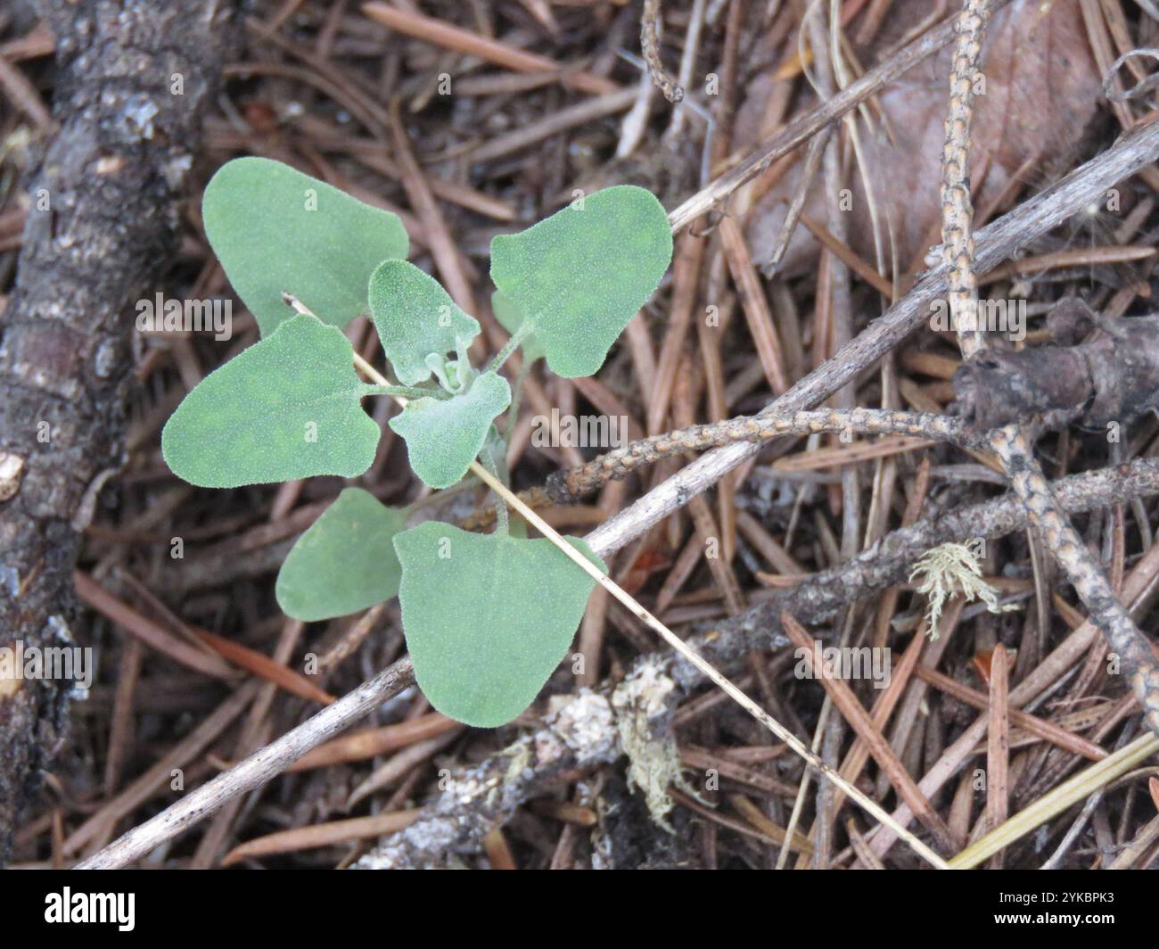 Chenopodioideae subfamily hi-res stock photography and images - Alamy