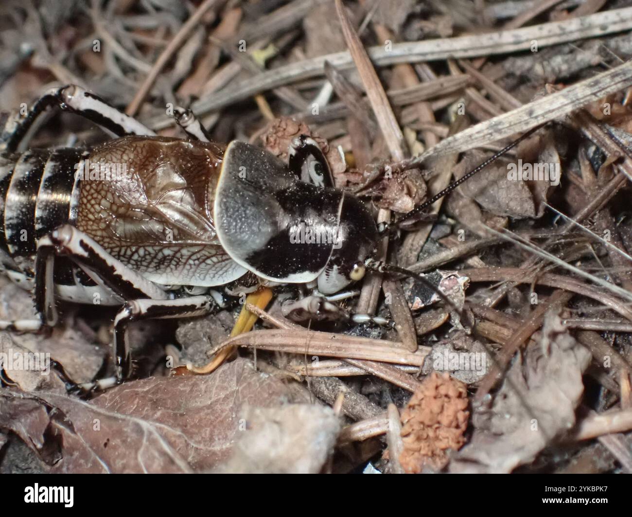 Great Grig (Cyphoderris monstrosa Stock Photo - Alamy