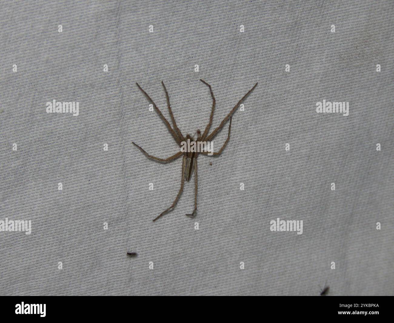 Oblong Running Spider (Tibellus oblongus Stock Photo - Alamy