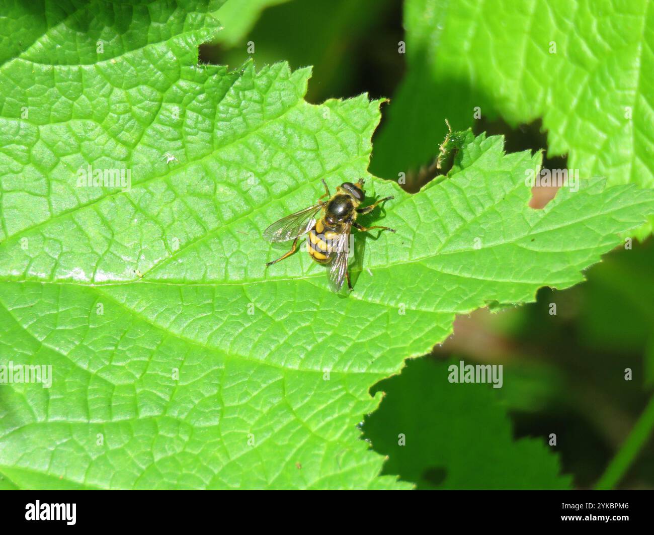 Western Wood Fly (Blera scitula Stock Photo - Alamy