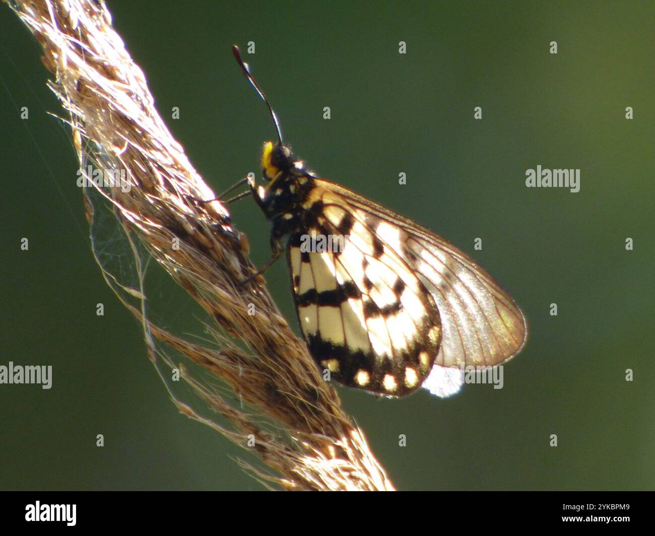 Glasswing (Acraea andromacha Stock Photo - Alamy