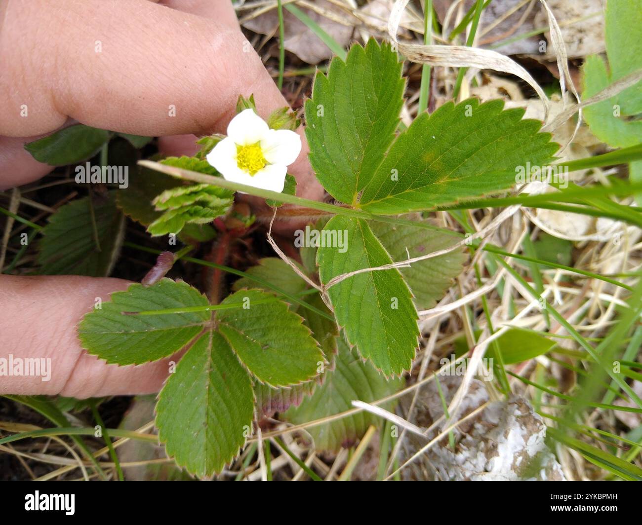 Virginia strawberry (Fragaria virginiana Stock Photo - Alamy