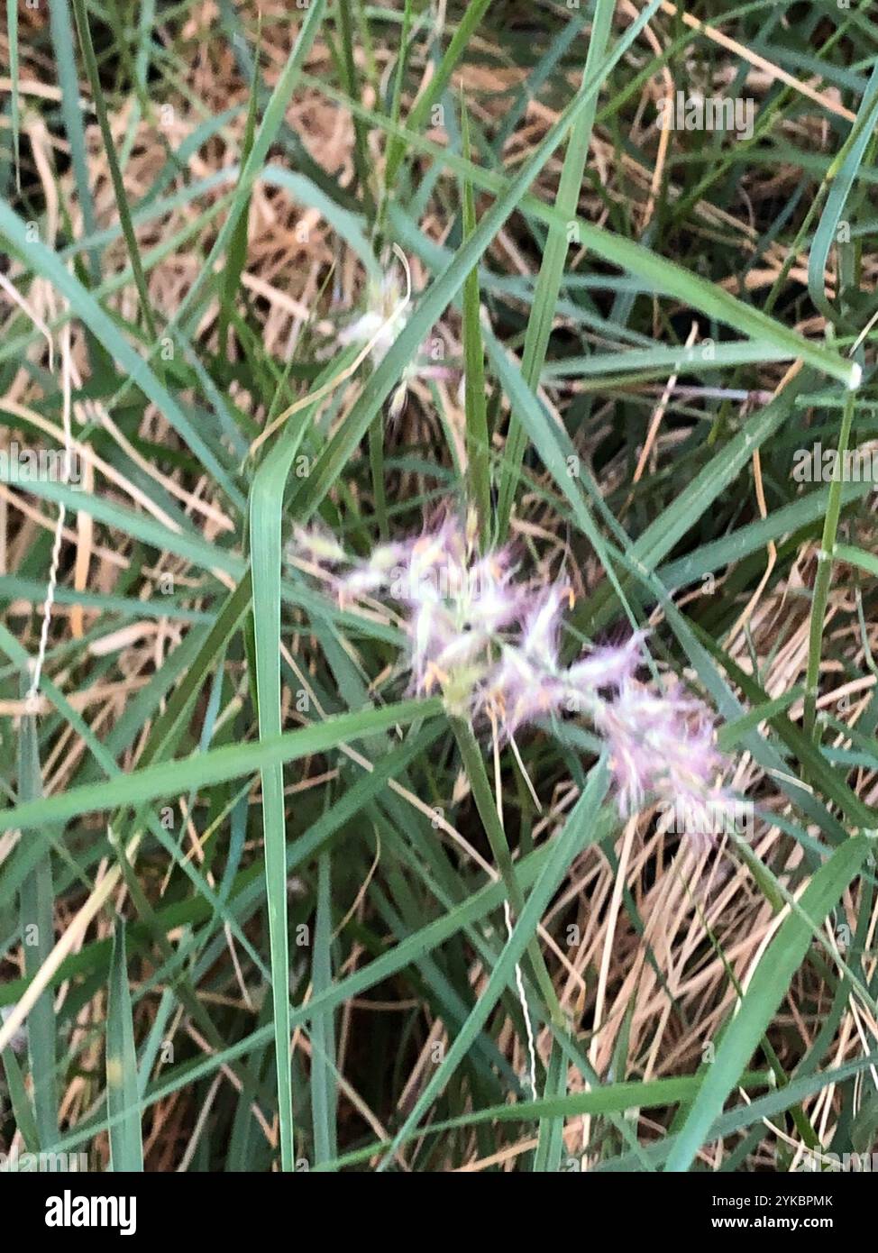 bristlegrasses, bluestems, paspalums, and allies (Panicoideae Stock ...