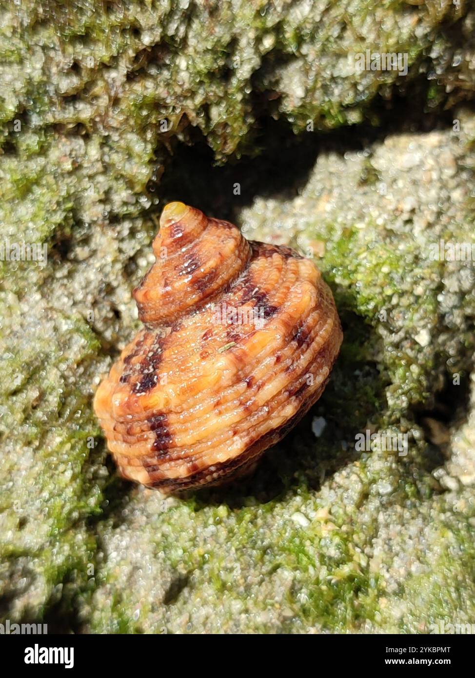 Silver mouth turban hi-res stock photography and images - Alamy