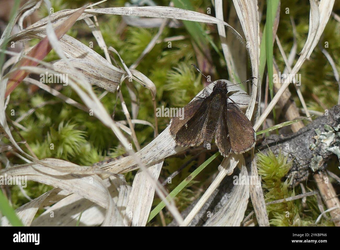 Common Roadside-Skipper (Amblyscirtes vialis Stock Photo - Alamy