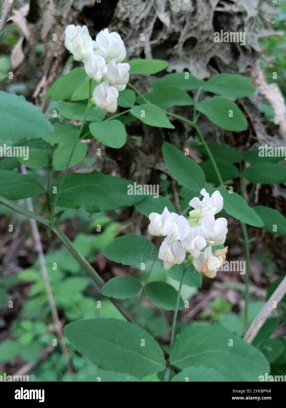 Thin-Leaved Peavine (Lathyrus holochlorus Stock Photo - Alamy