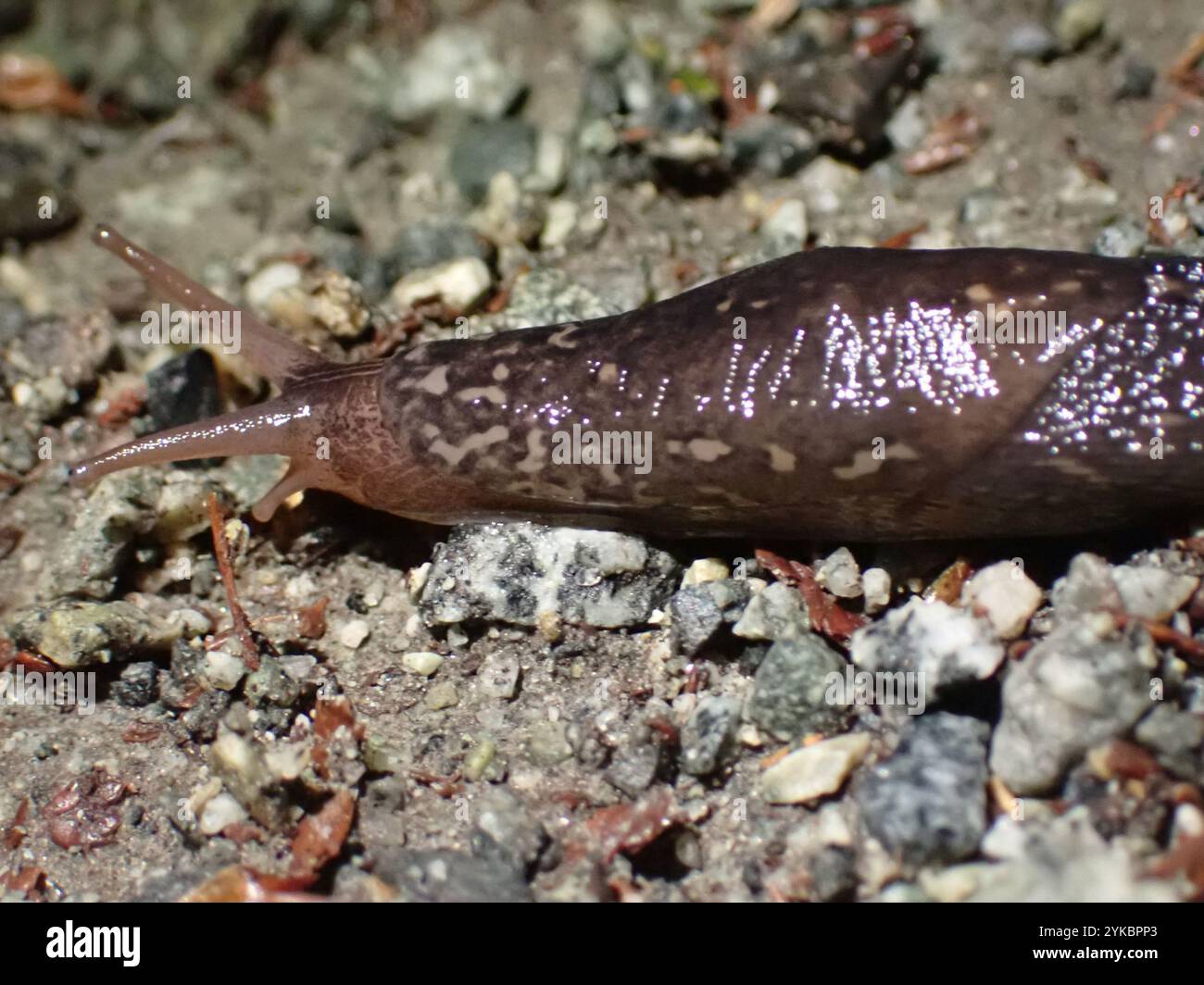 Leopard Slug (Limax maximus Stock Photo - Alamy