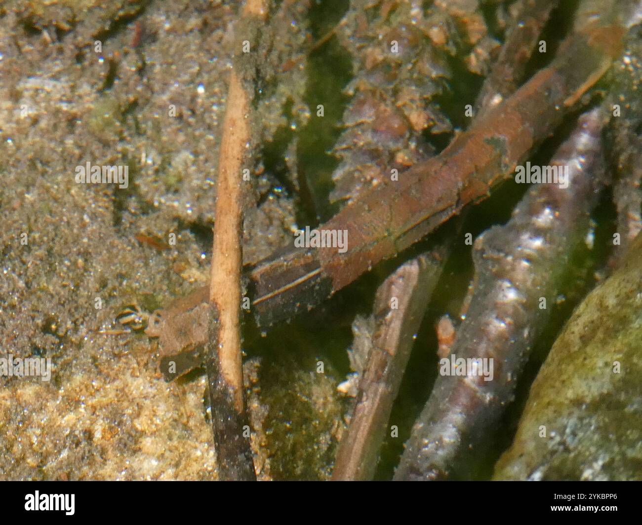 Giant Casemaker Caddisflies (Phryganeidae Stock Photo - Alamy