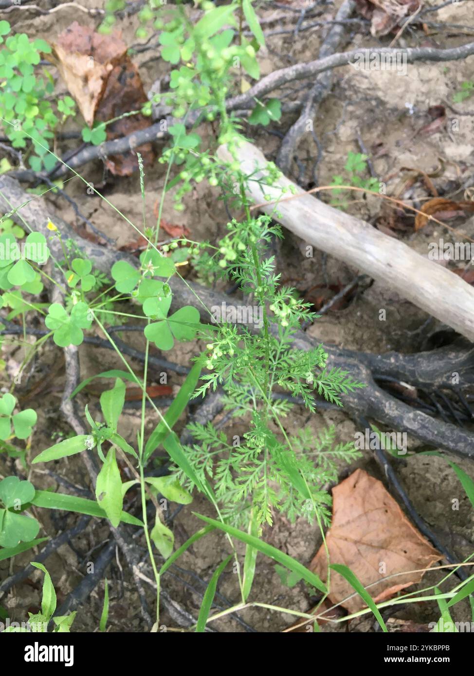 sweet annie (Artemisia annua Stock Photo - Alamy