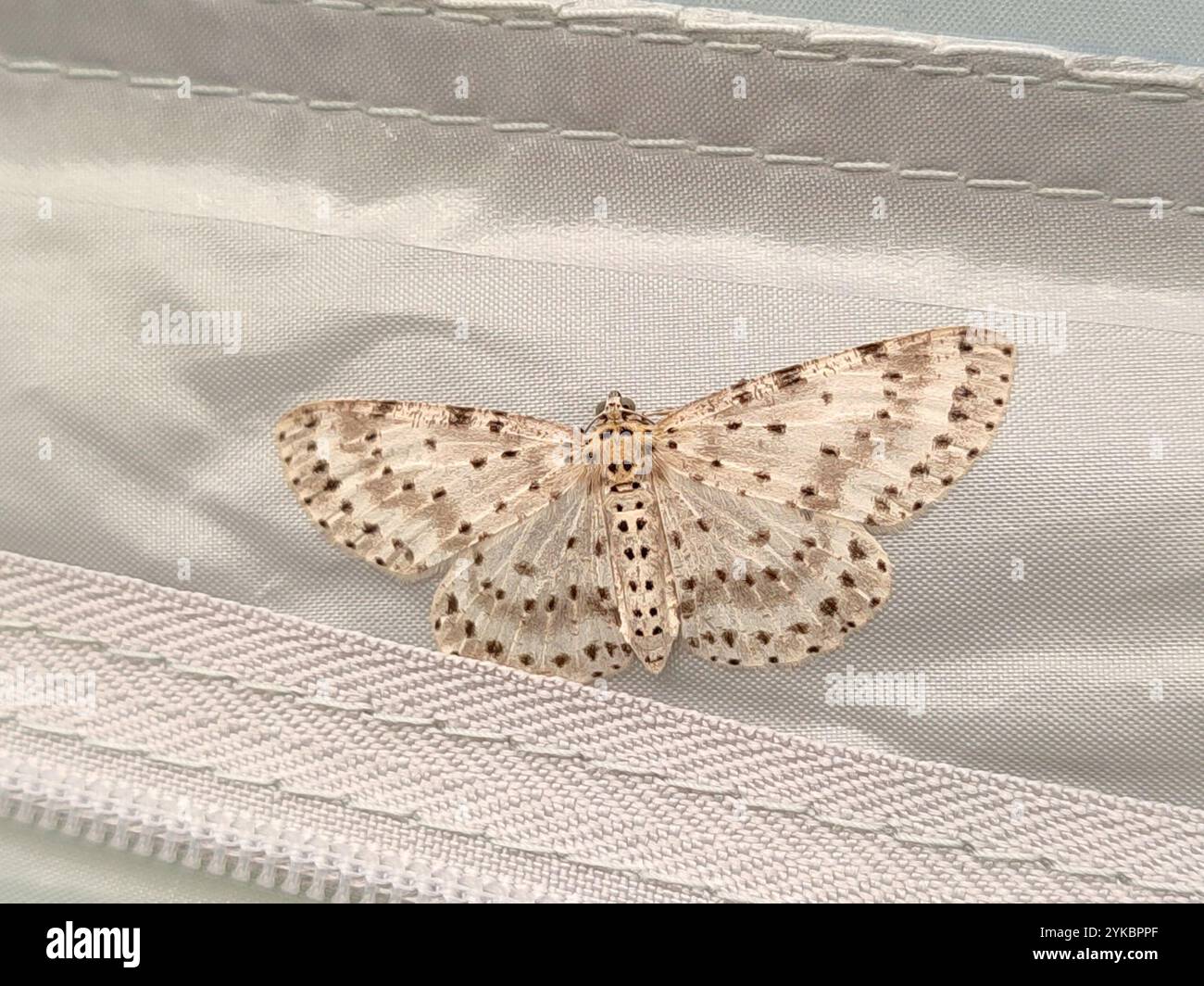 Suffusa hi-res stock photography and images - Alamy