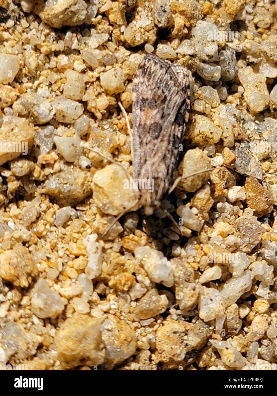 Lucerne Moth (Nomophila nearctica Stock Photo - Alamy