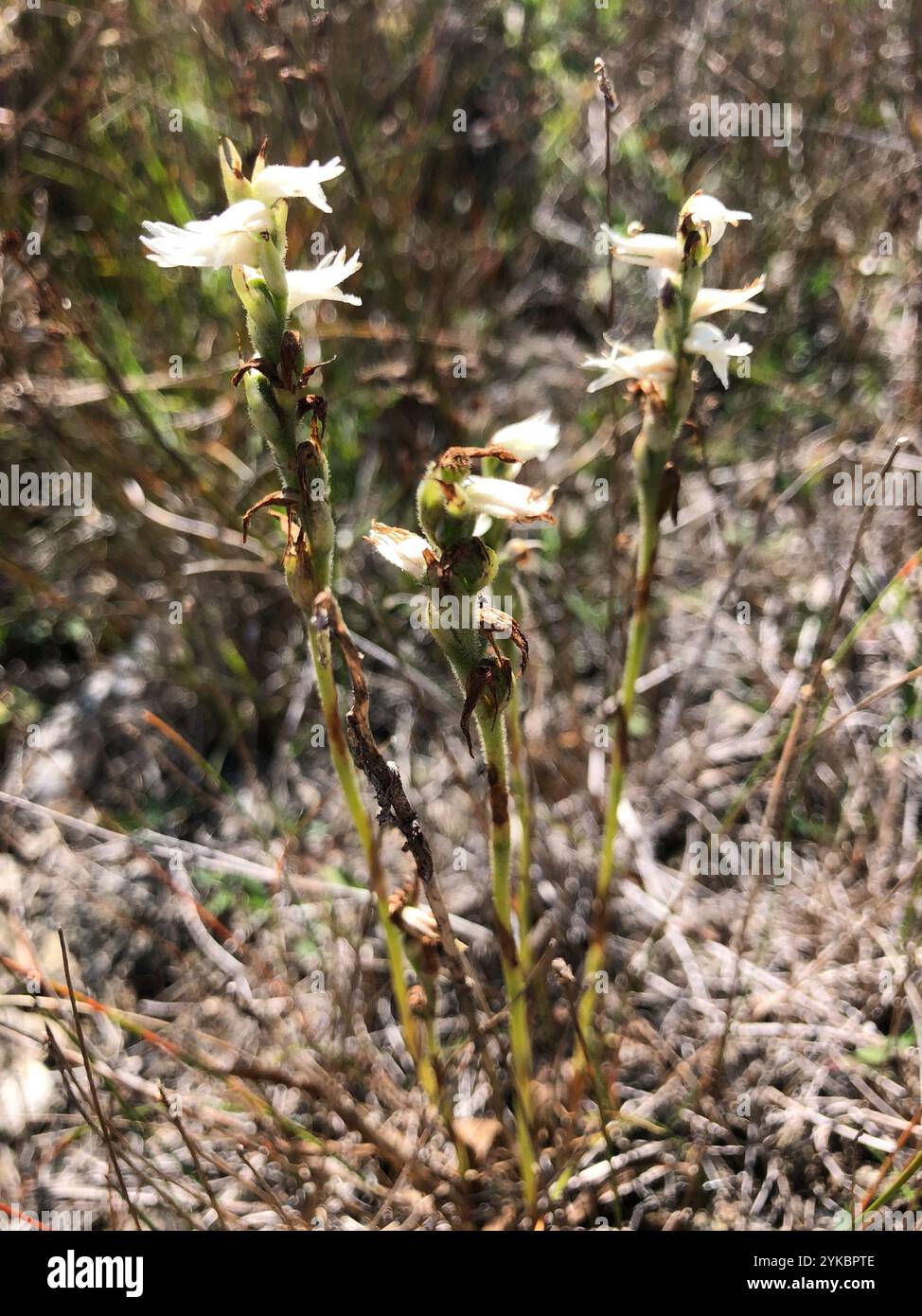 Sphinx ladies’ tresses (Spiranthes incurva Stock Photo - Alamy