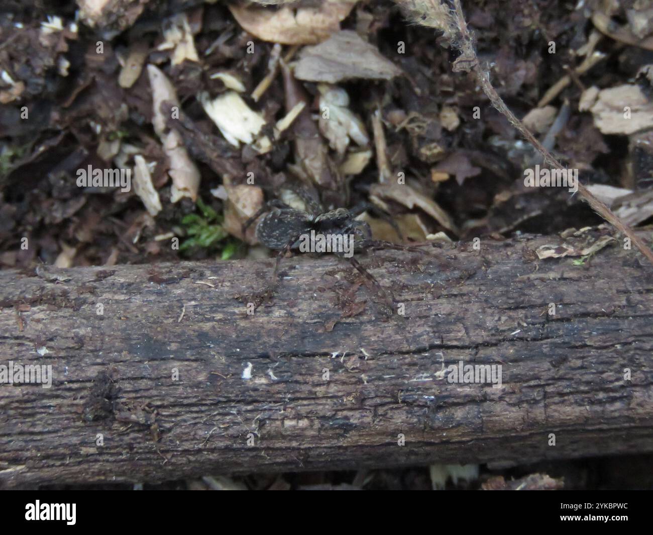 Thin-legged Wolf Spiders (Pardosa Stock Photo - Alamy