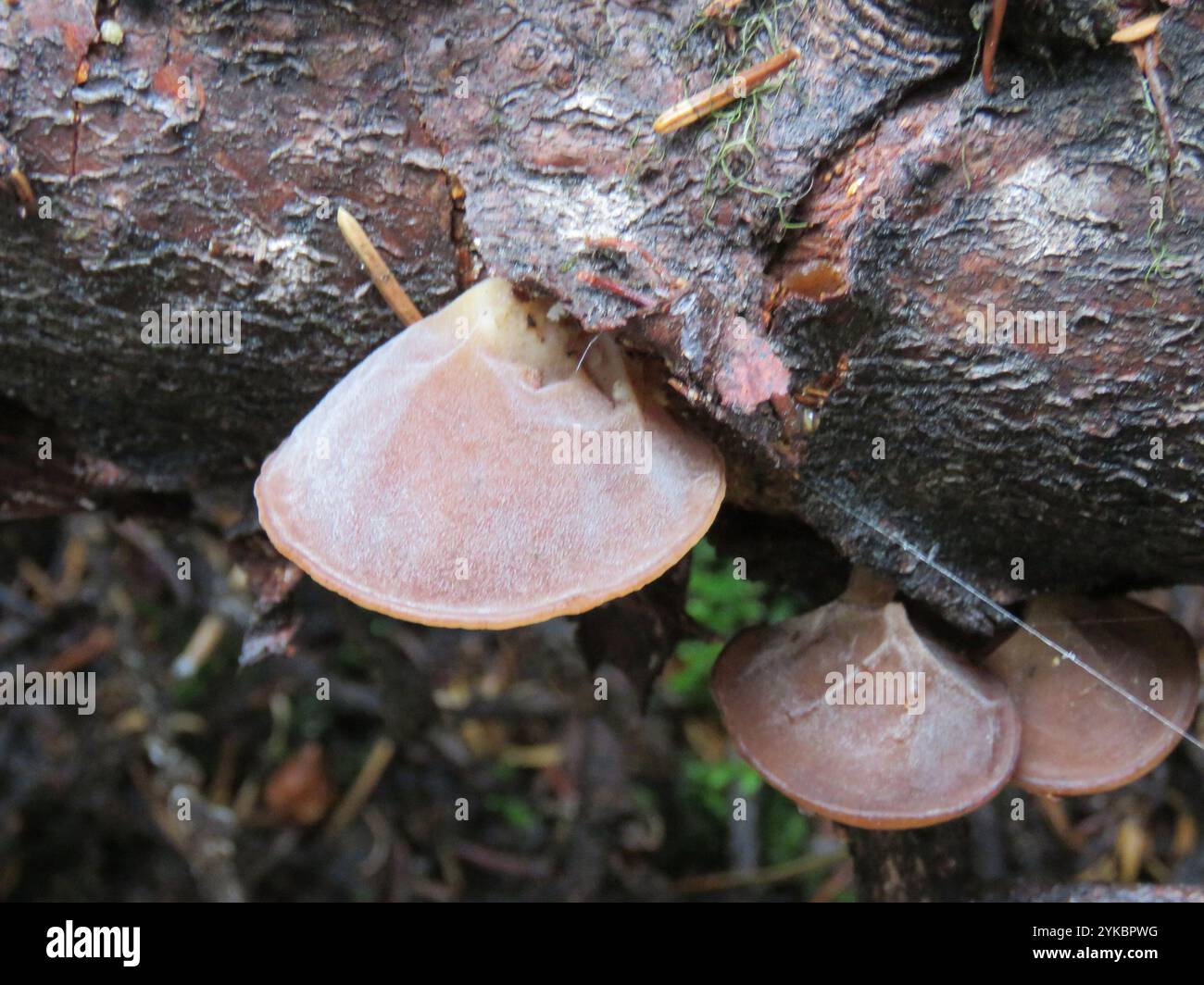 Wood ear fungi (Auricularia Stock Photo - Alamy
