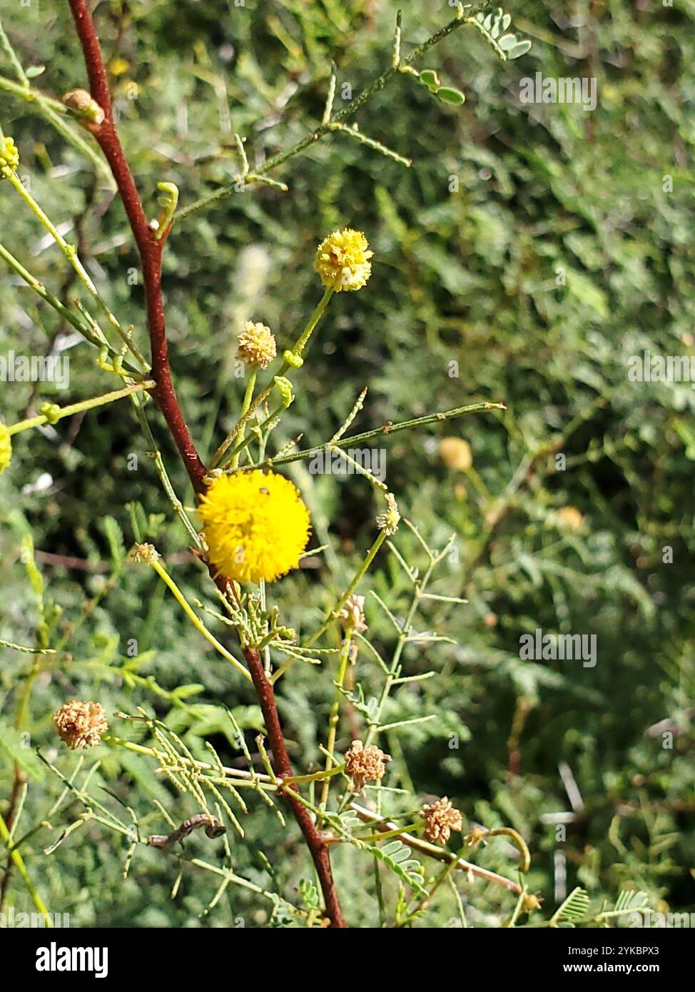 whitethorn acacia (Vachellia constricta Stock Photo - Alamy